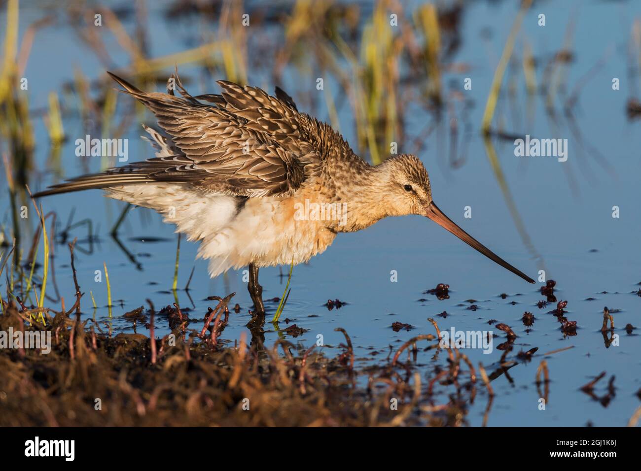 Bar tailed godwit alaska hi-res stock photography and images - Alamy