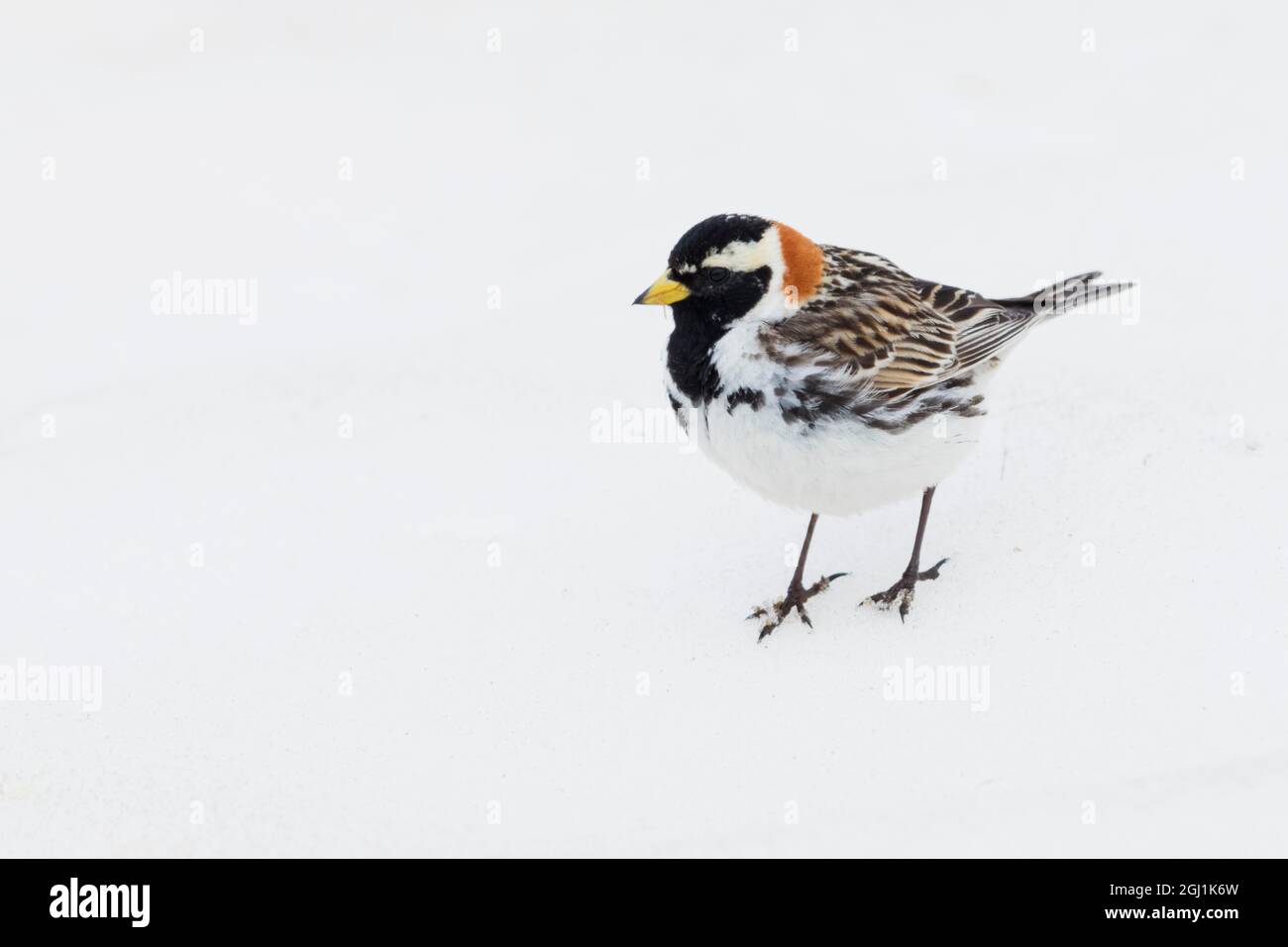 Lapland Longspur, arctic snow drift Stock Photo - Alamy