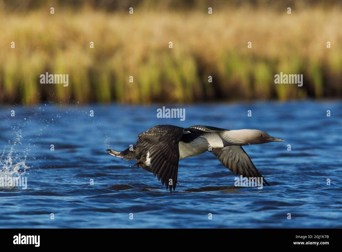 Pacific Loon taking Flight Stock Photo - Alamy
