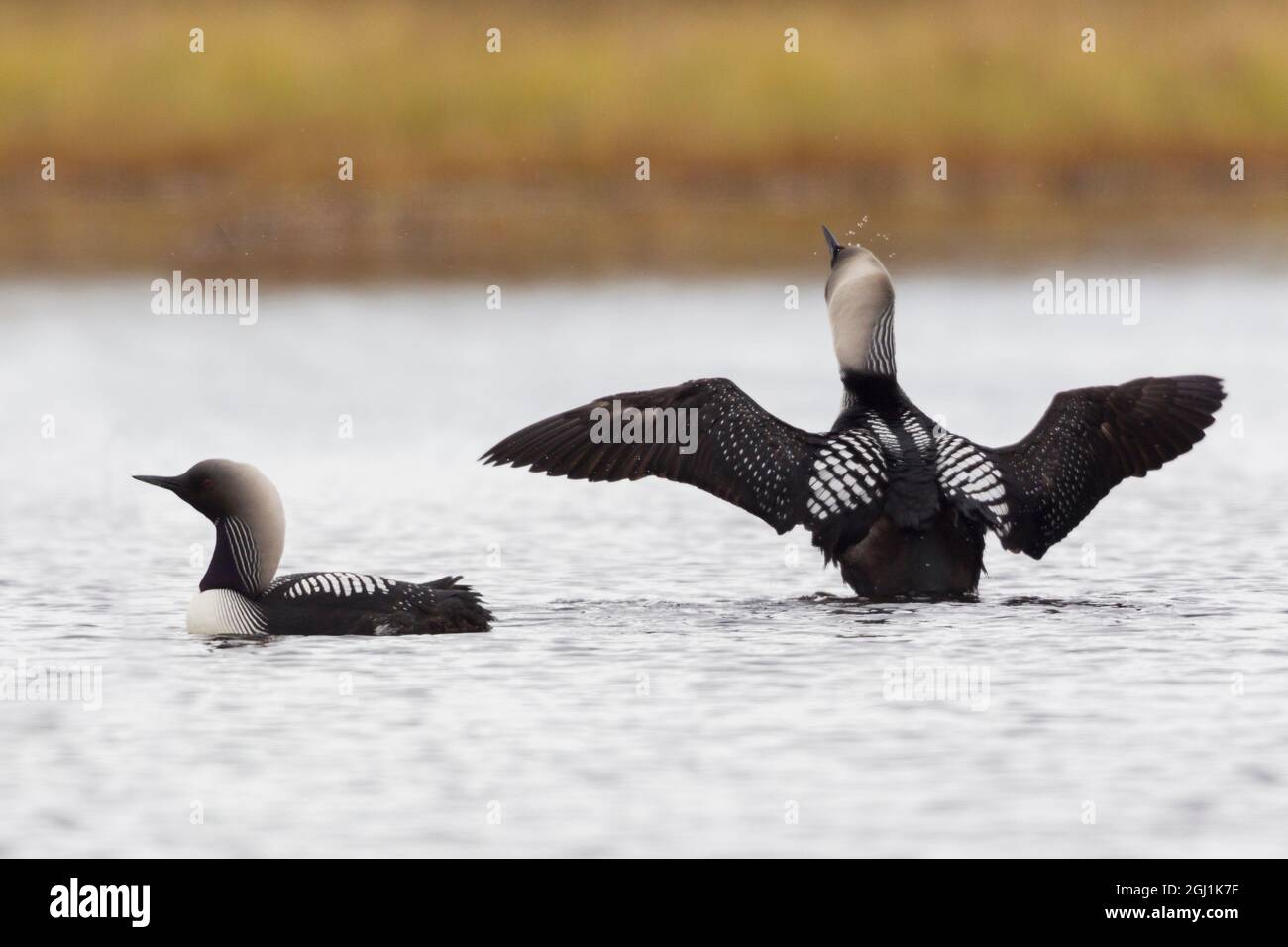 Pacific Loon Pair Stock Photo - Alamy