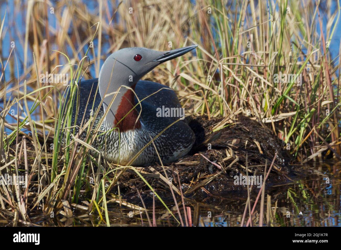 Red-throated Loon Sitting on Nest Stock Photo - Alamy
