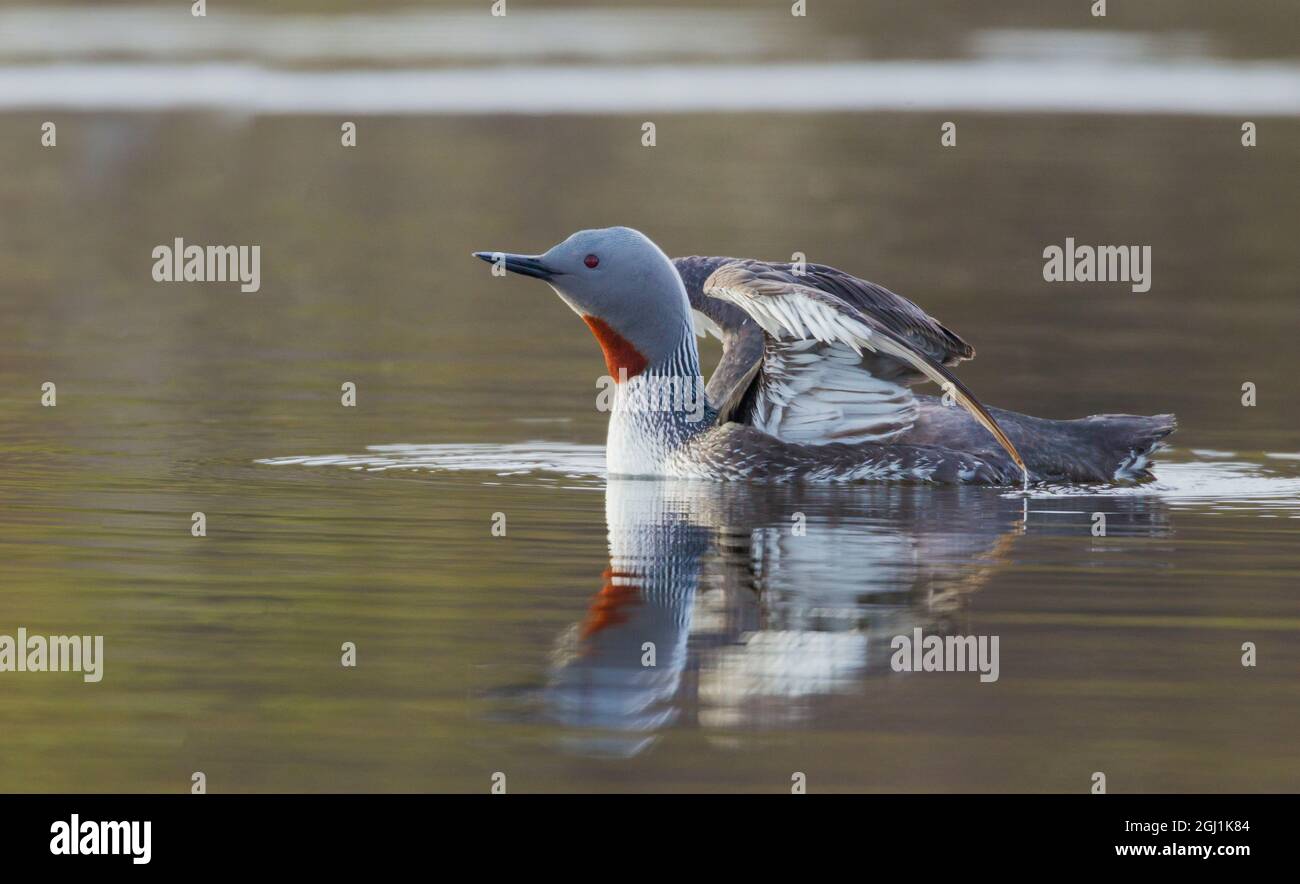 Red-throated Loon Stretching Stock Photo - Alamy