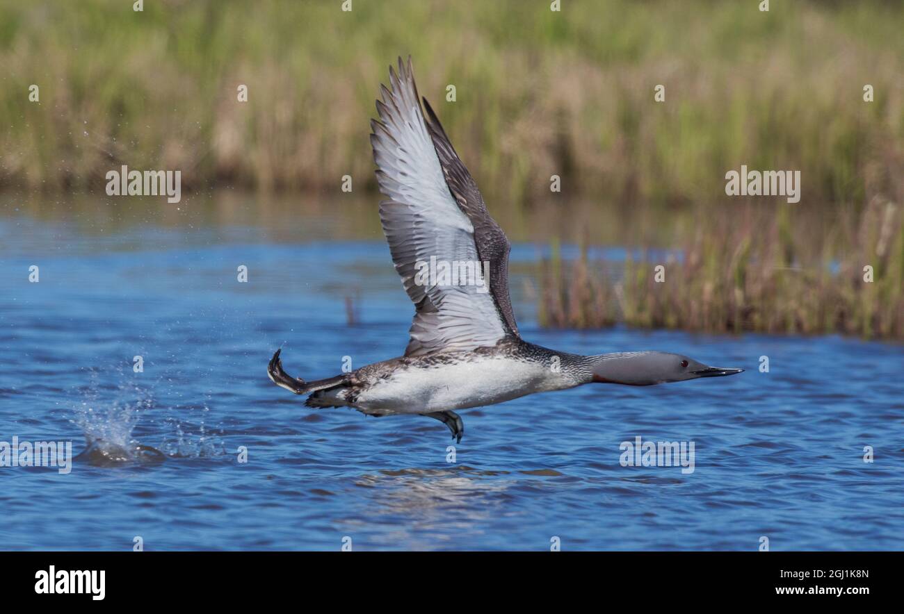 Red-throated Loon Taking Flight Stock Photo - Alamy