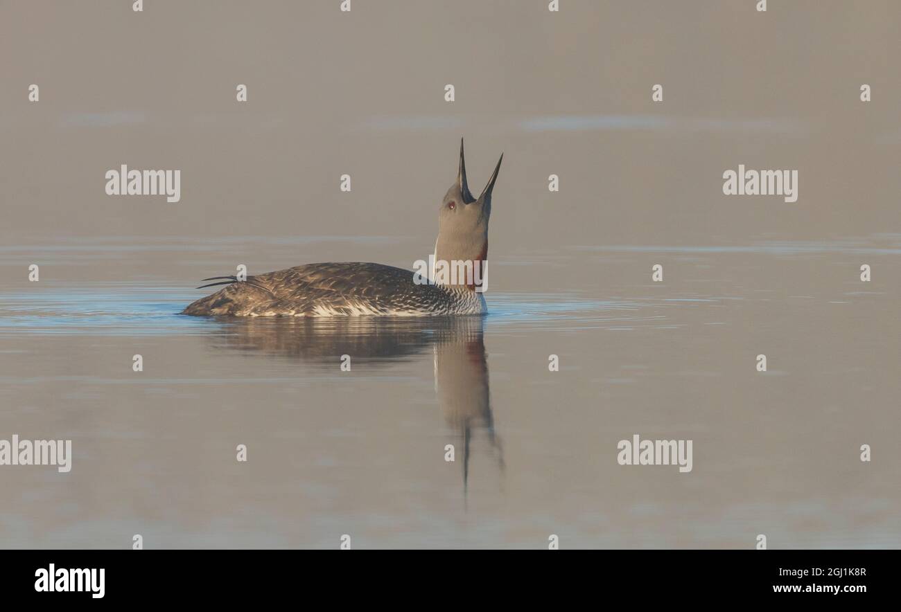 Morning call hi-res stock photography and images - Alamy