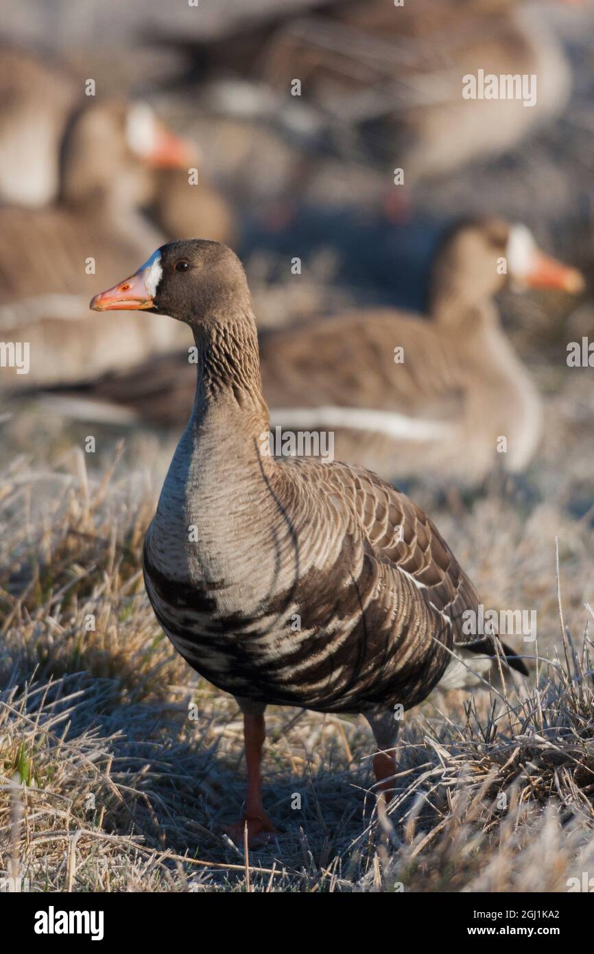 Greater White-fronted Goose Stock Photo - Alamy