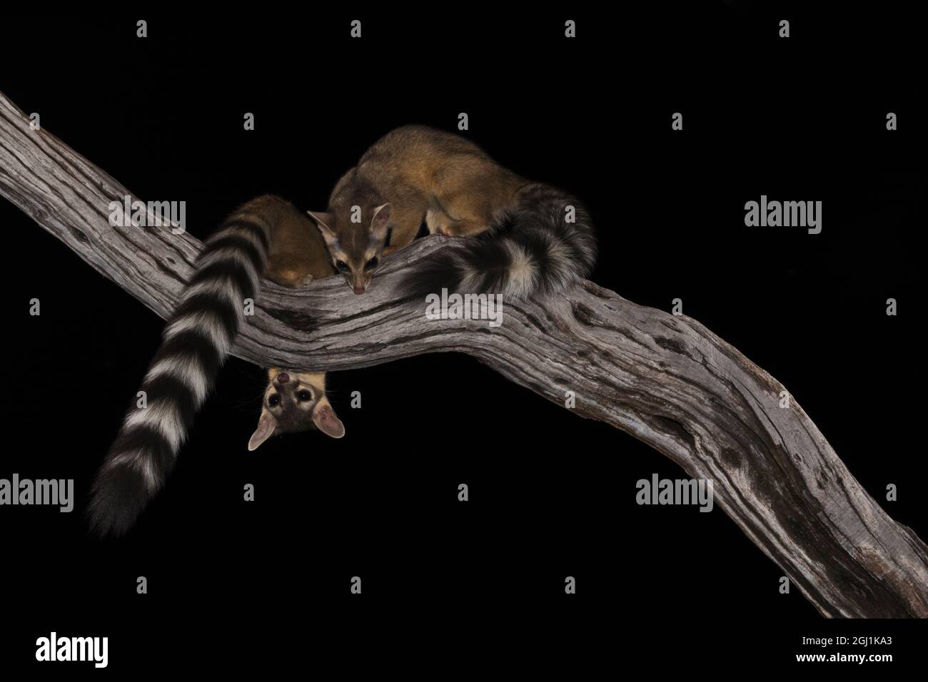Ringtail cat hi-res stock photography and images - Alamy