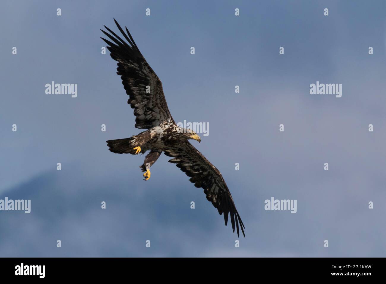 Immature bald eagle flying hi-res stock photography and images - Alamy