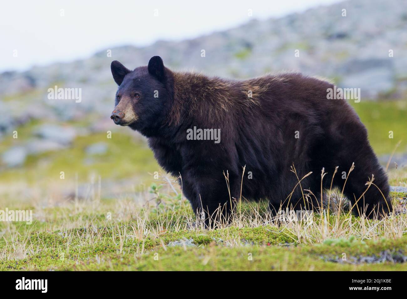 Black Bear, Big Boar Stock Photo - Alamy