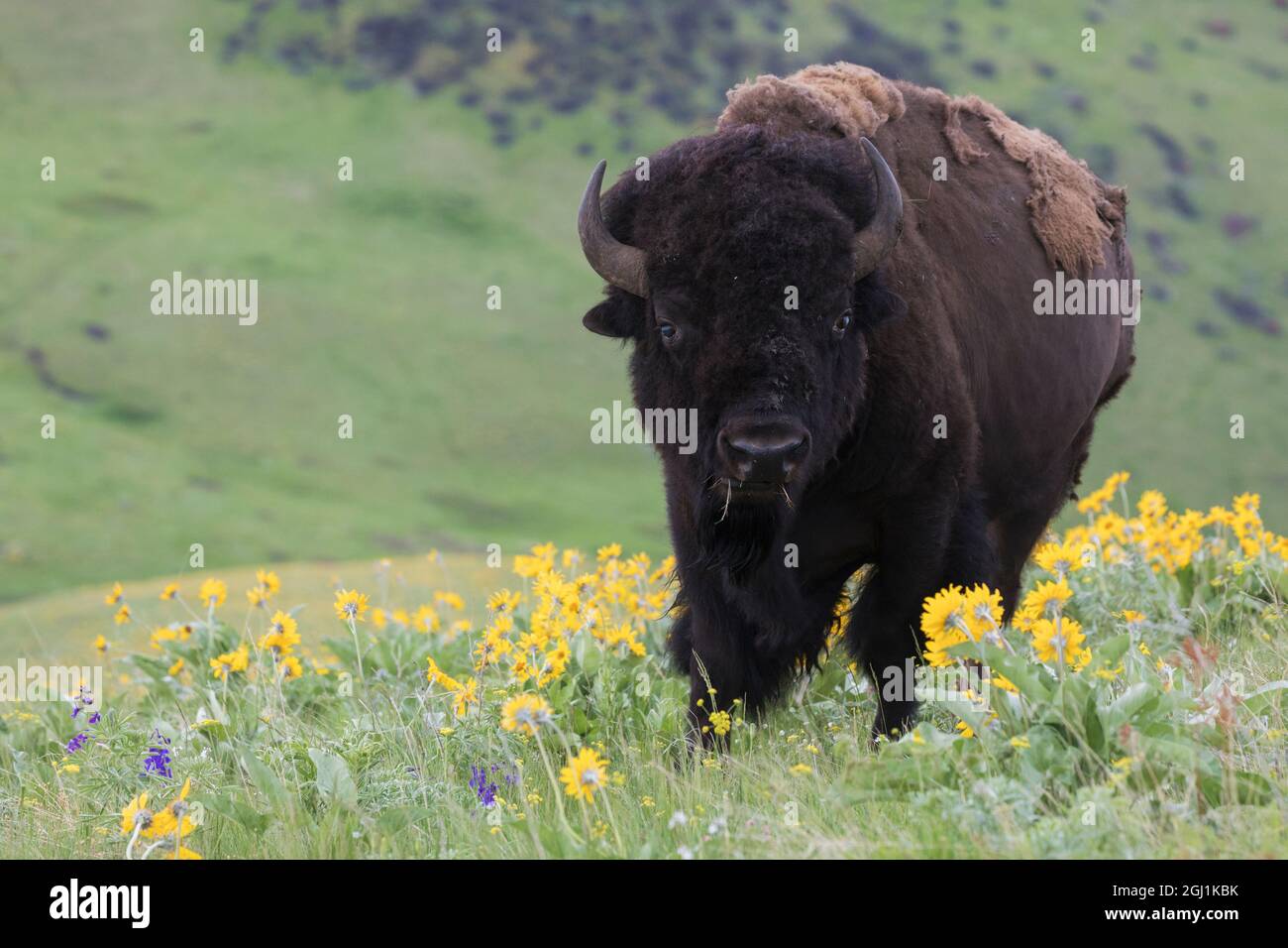 Balsa root hi-res stock photography and images - Alamy