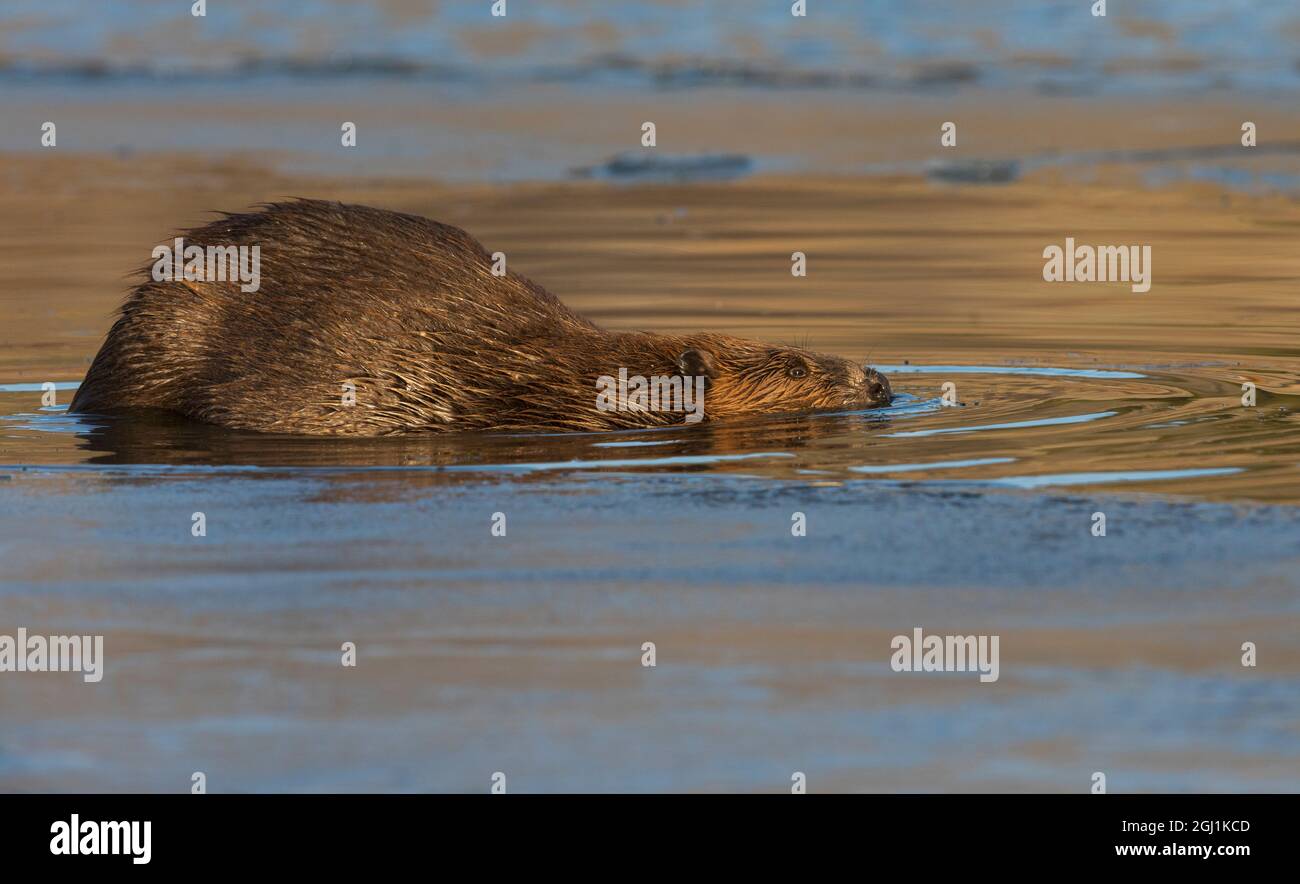 Beaver, late autumn ice pathway Stock Photo - Alamy