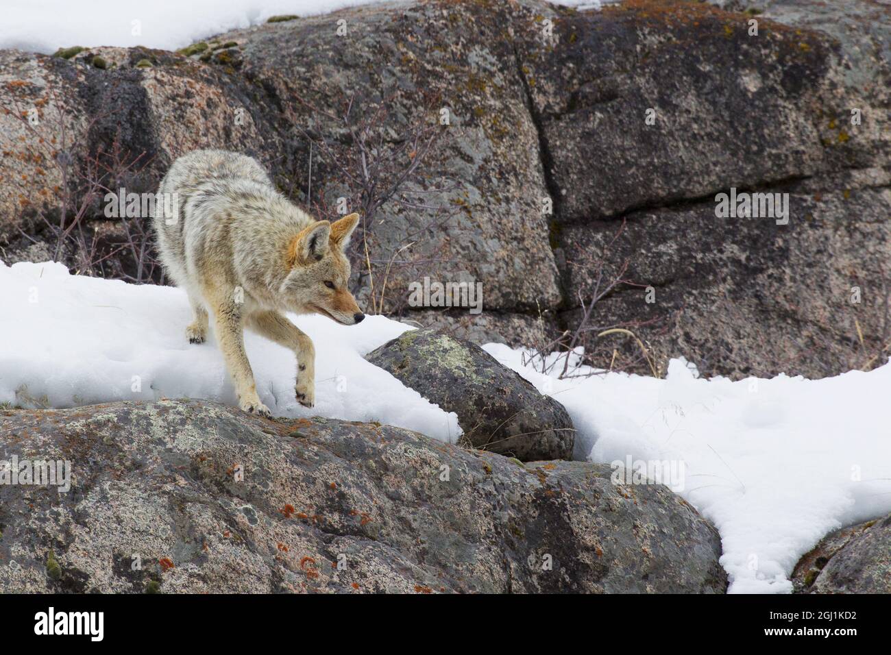 Coyote stalking hi-res stock photography and images - Alamy