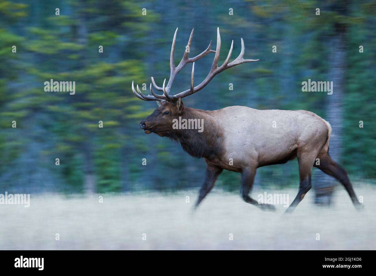 Bull Elk on the move Stock Photo - Alamy