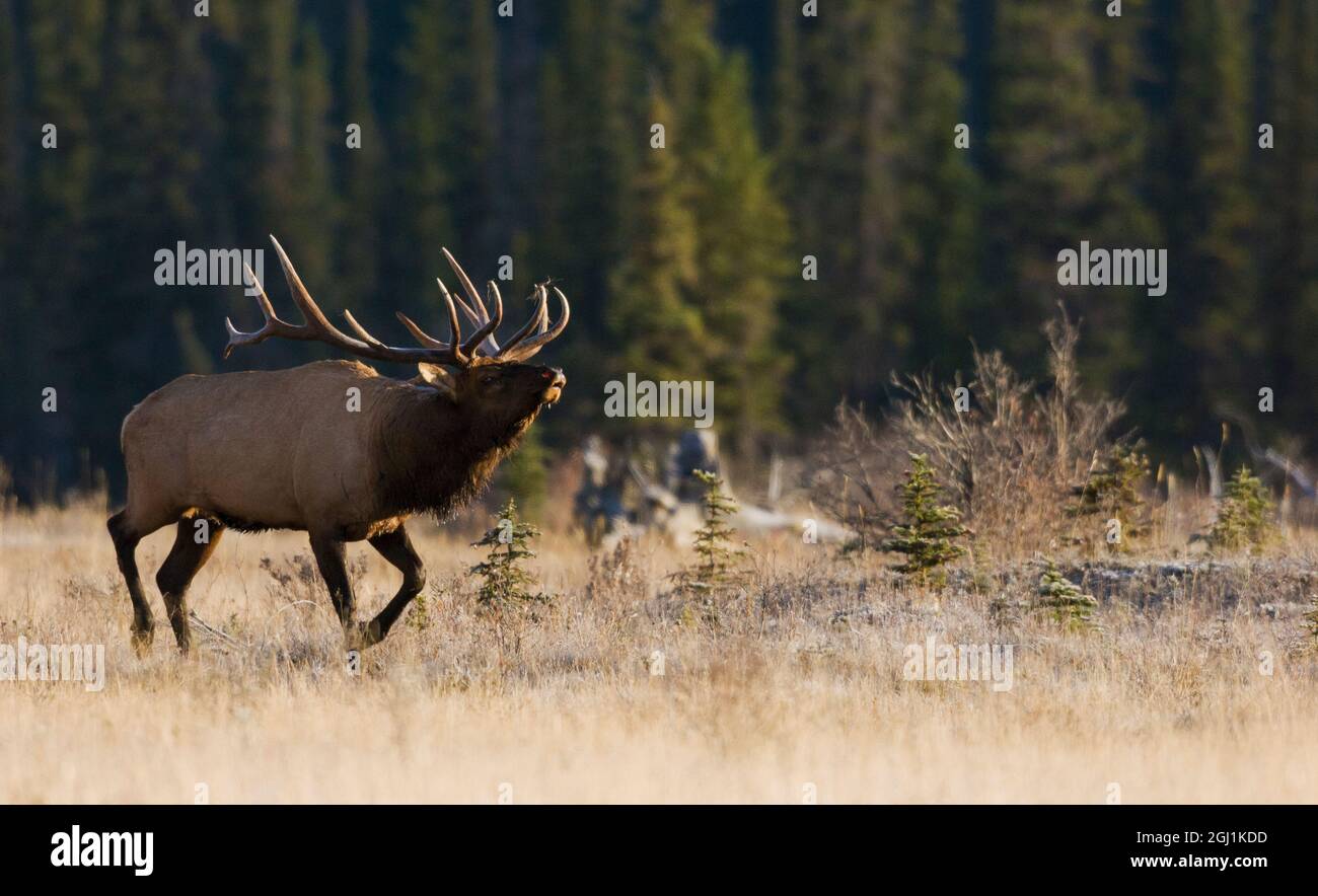 Rutting bull hi-res stock photography and images - Alamy