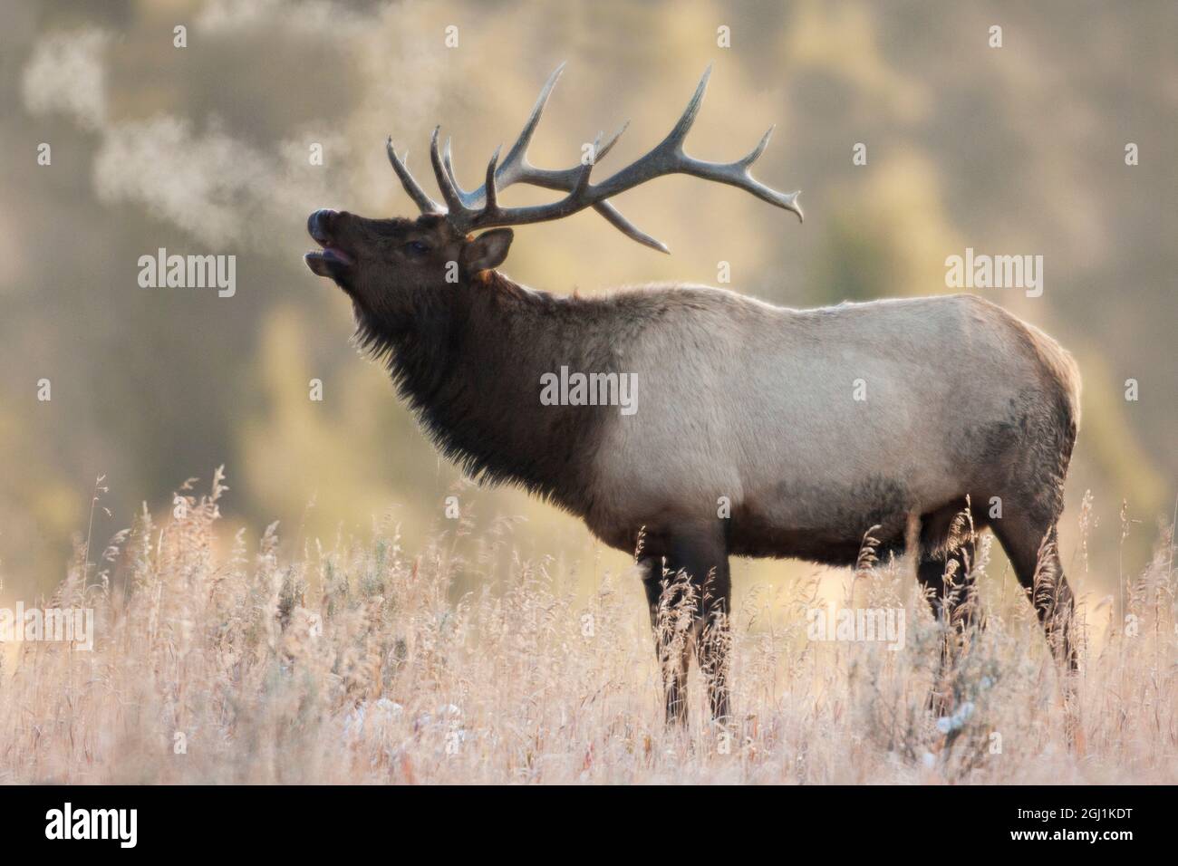 Bull Elk, Morning Breath Stock Photo - Alamy