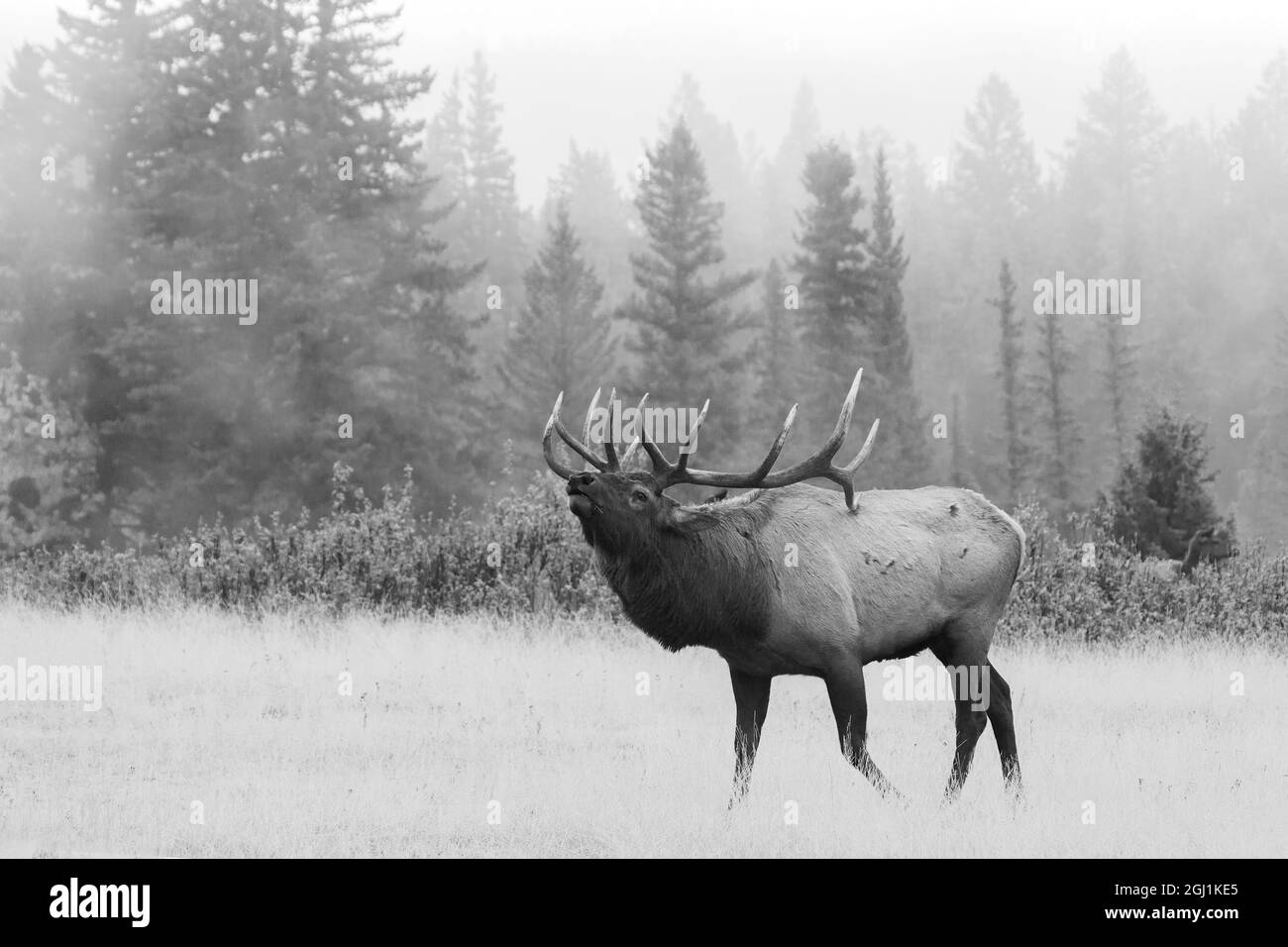 Bull Elk, frosty morning Stock Photo - Alamy