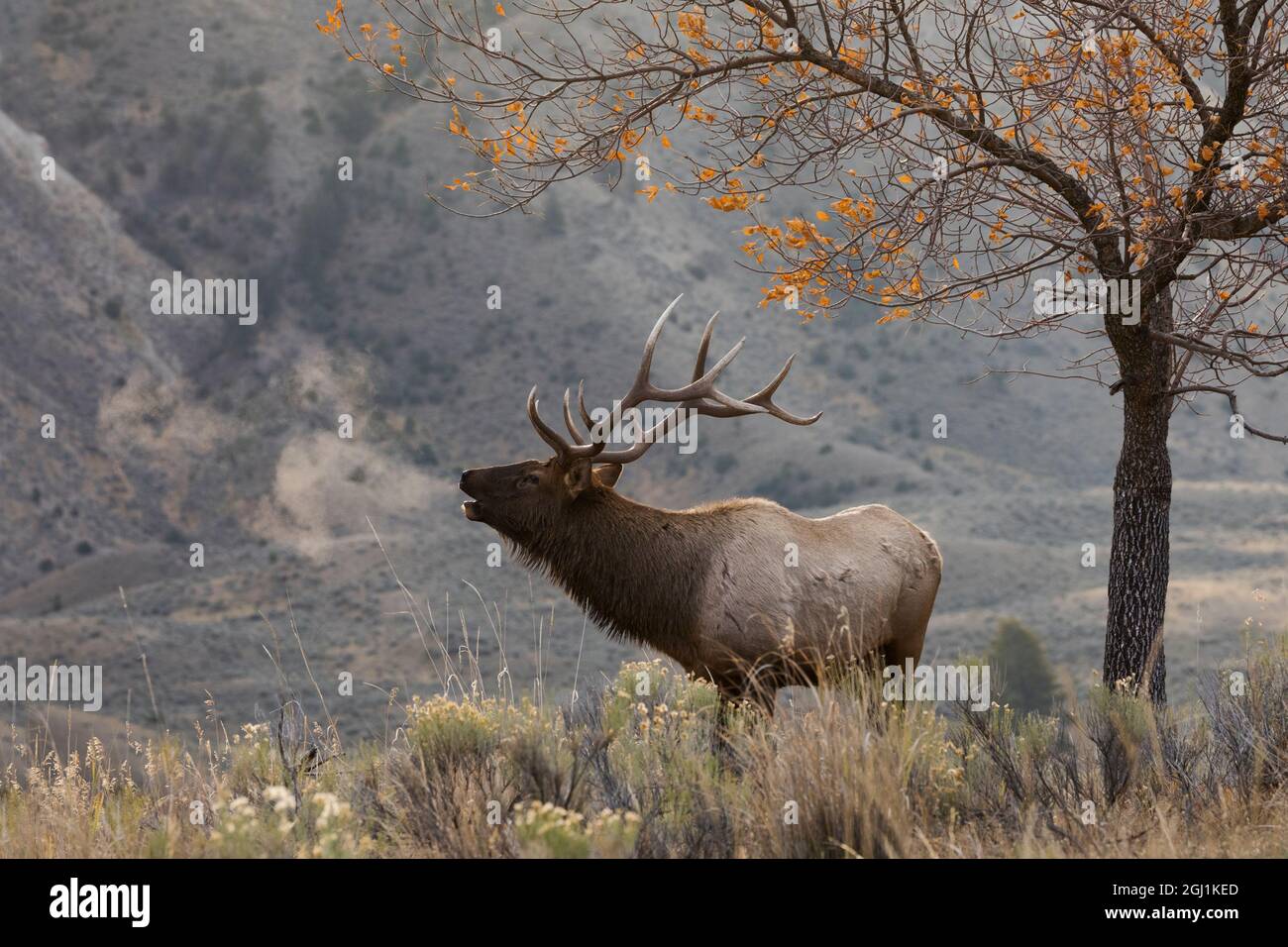 Bull Elk Bugling, morning song Stock Photo - Alamy