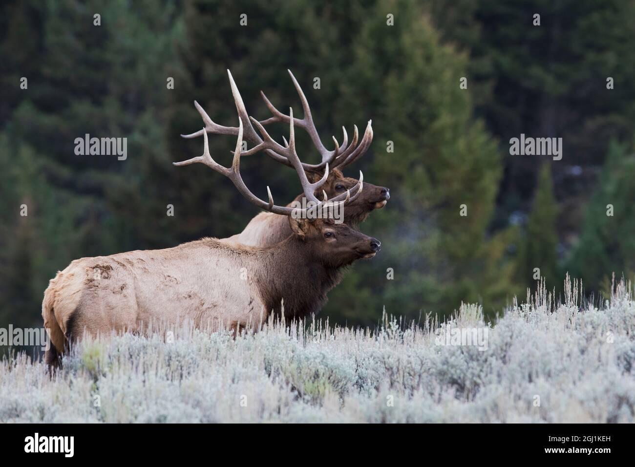 Bull Elk Stare Down Stock Photo - Alamy