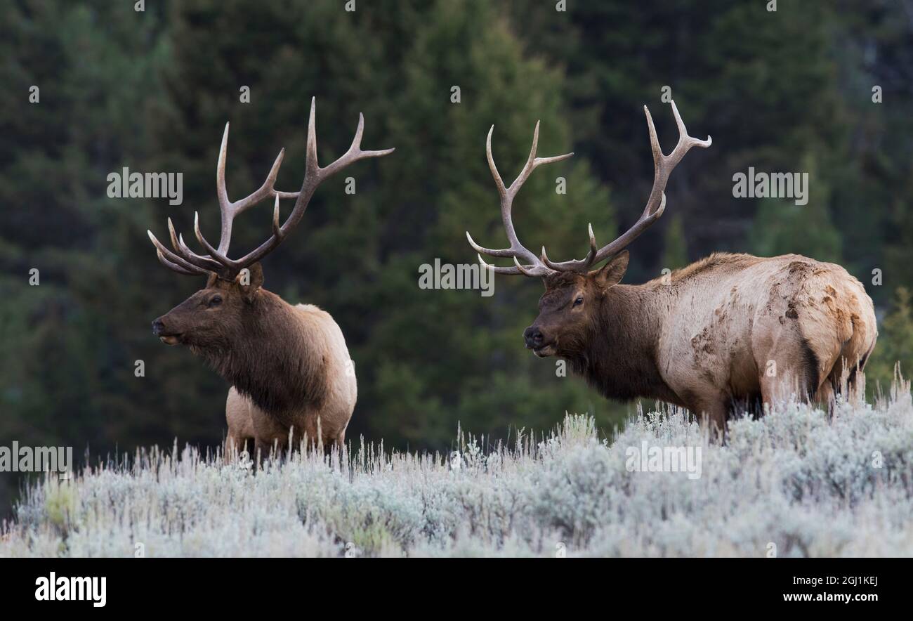 Mature Elk Bulls sizing one another up Stock Photo - Alamy
