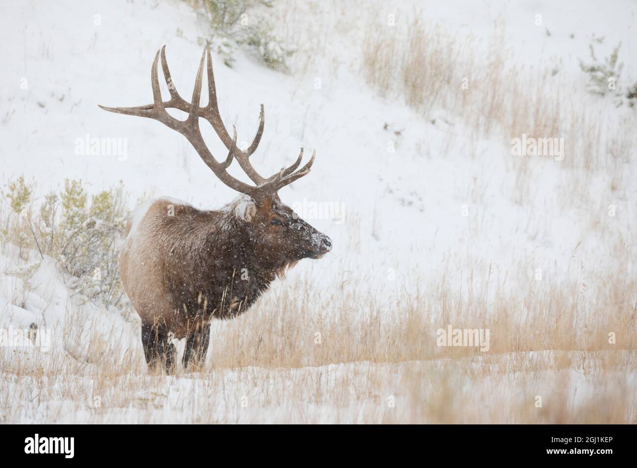 Bull Elk, autumn snow storm Stock Photo - Alamy