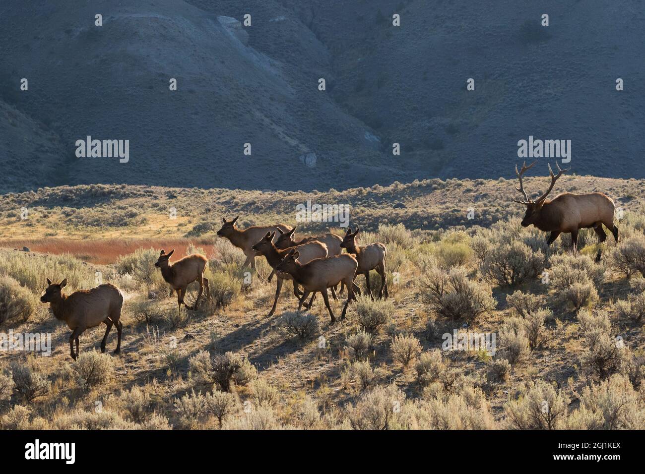 Bull Elk herding cows Stock Photo - Alamy