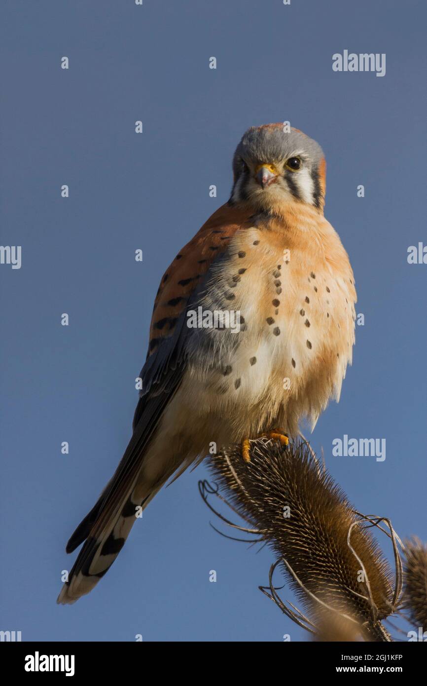 American kestrel male hi-res stock photography and images - Alamy