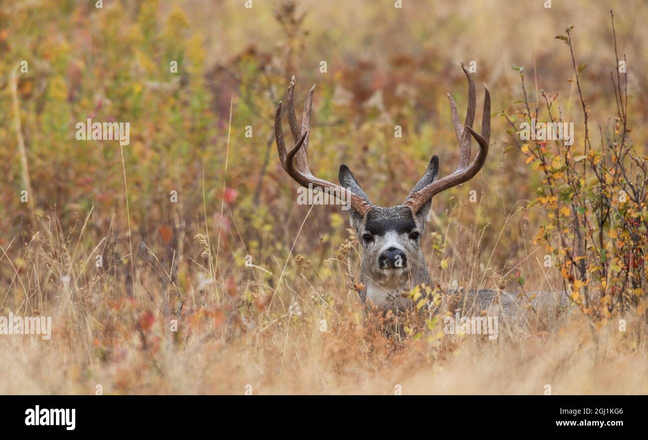 Mule Deer Buck, autumn sprinkle Stock Photo - Alamy