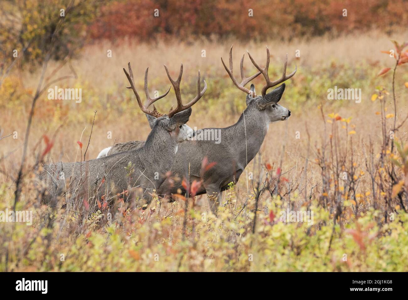Mule Deer Bucks on Alert Stock Photo - Alamy
