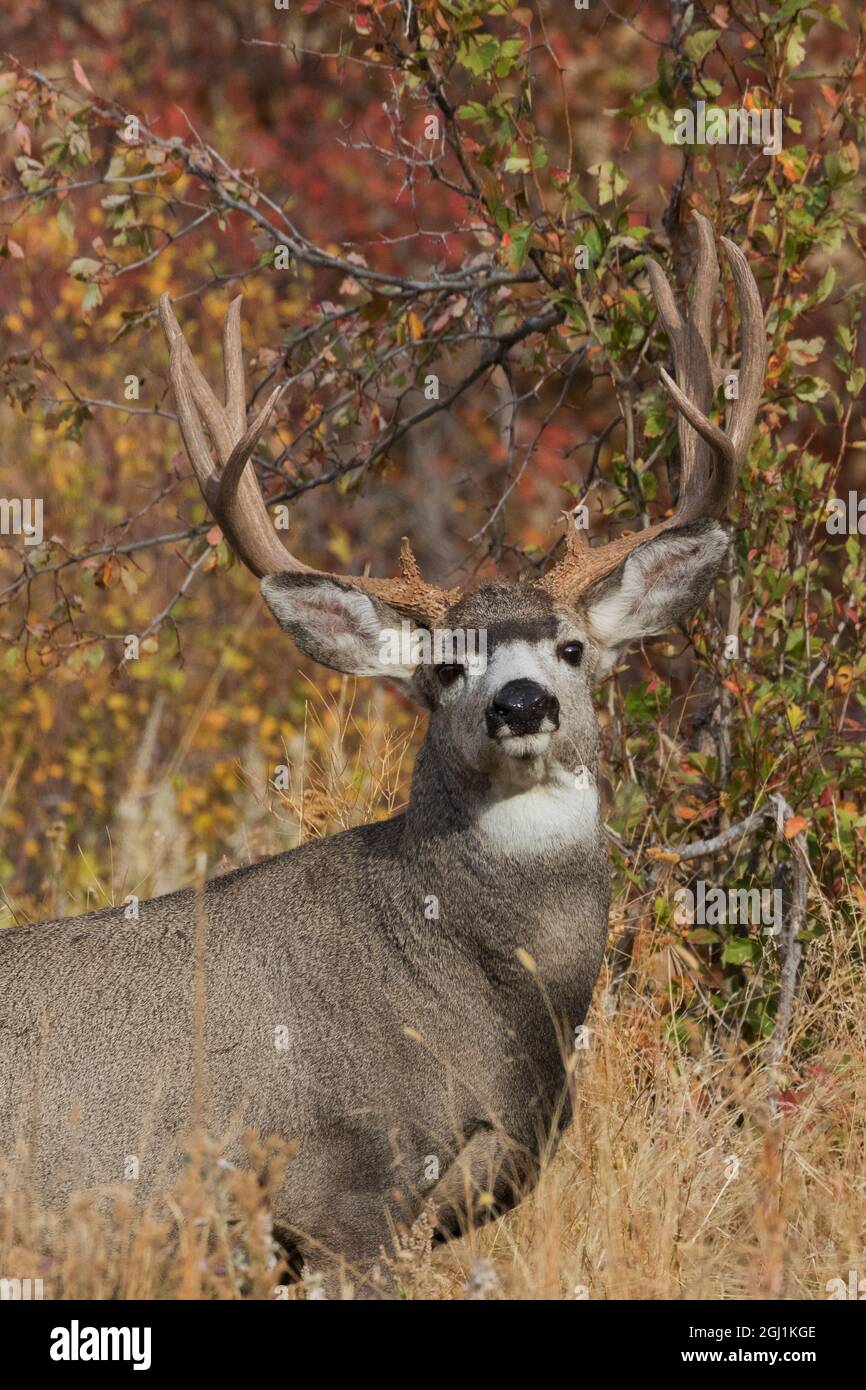 Alert Mule Deer Buck Stock Photo - Alamy