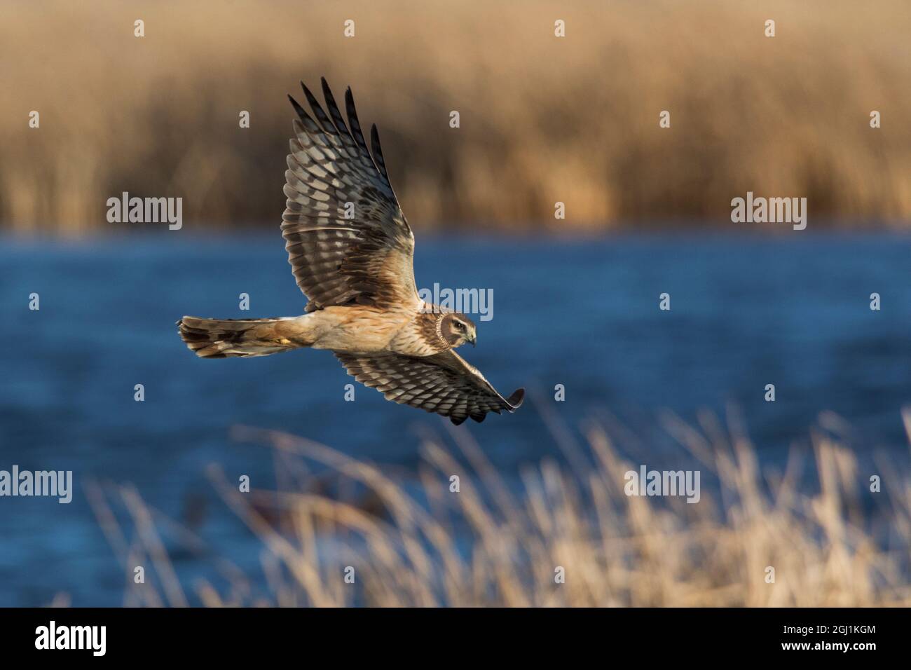 Northern Harrier Hunting Stock Photo - Alamy