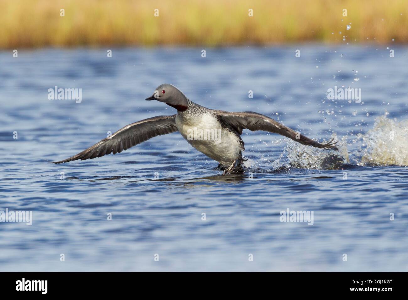 Loon display hi-res stock photography and images - Alamy