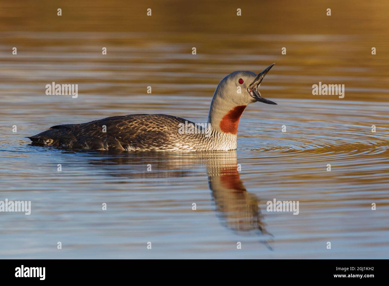 Red-throated Loon Calling Stock Photo - Alamy