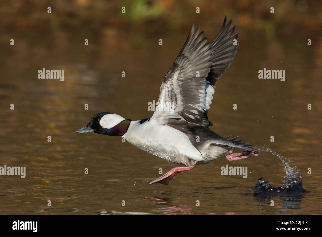 Bufflehead drake taking flight Stock Photo - Alamy
