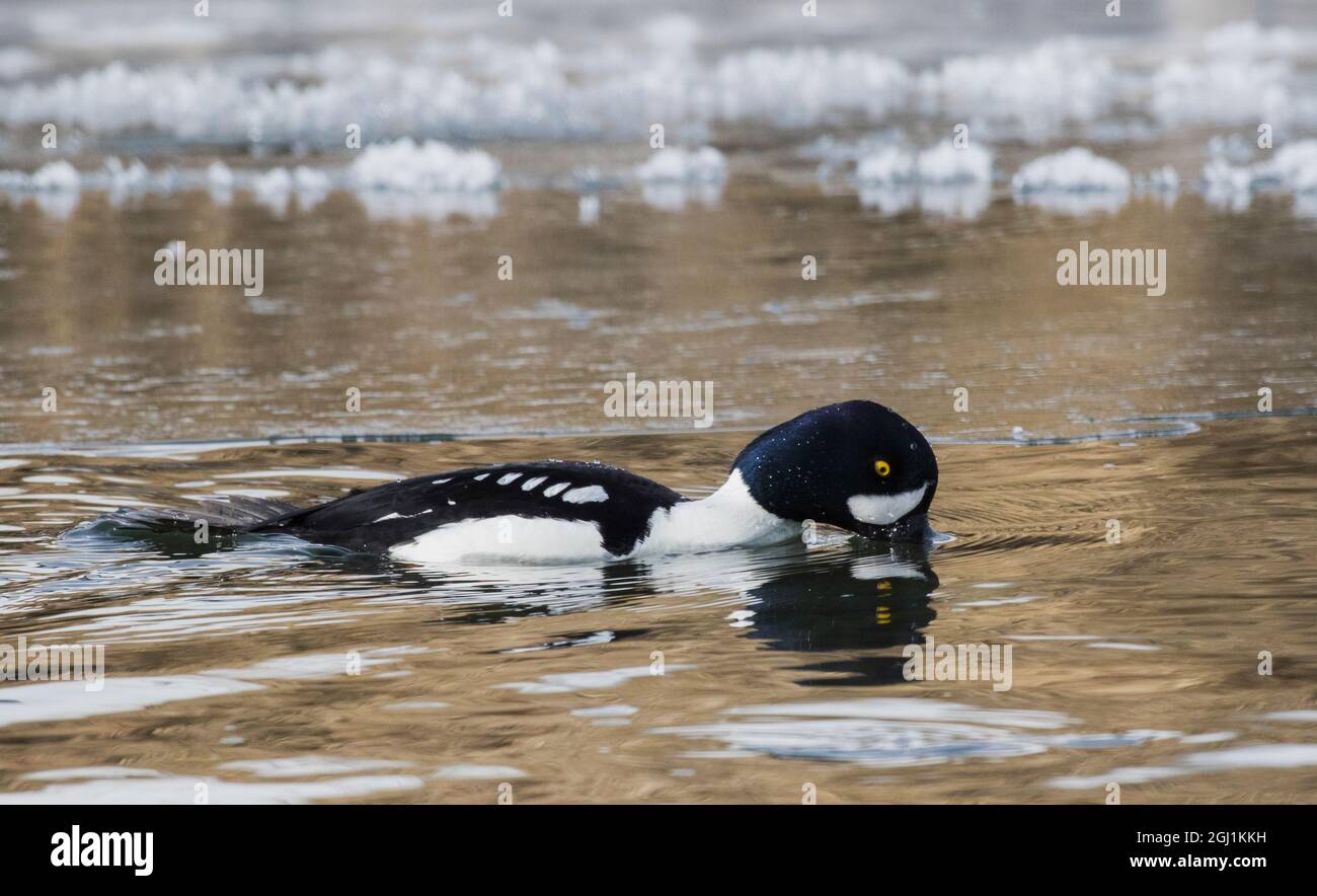 Barrow's goldeneye drake diving Stock Photo - Alamy
