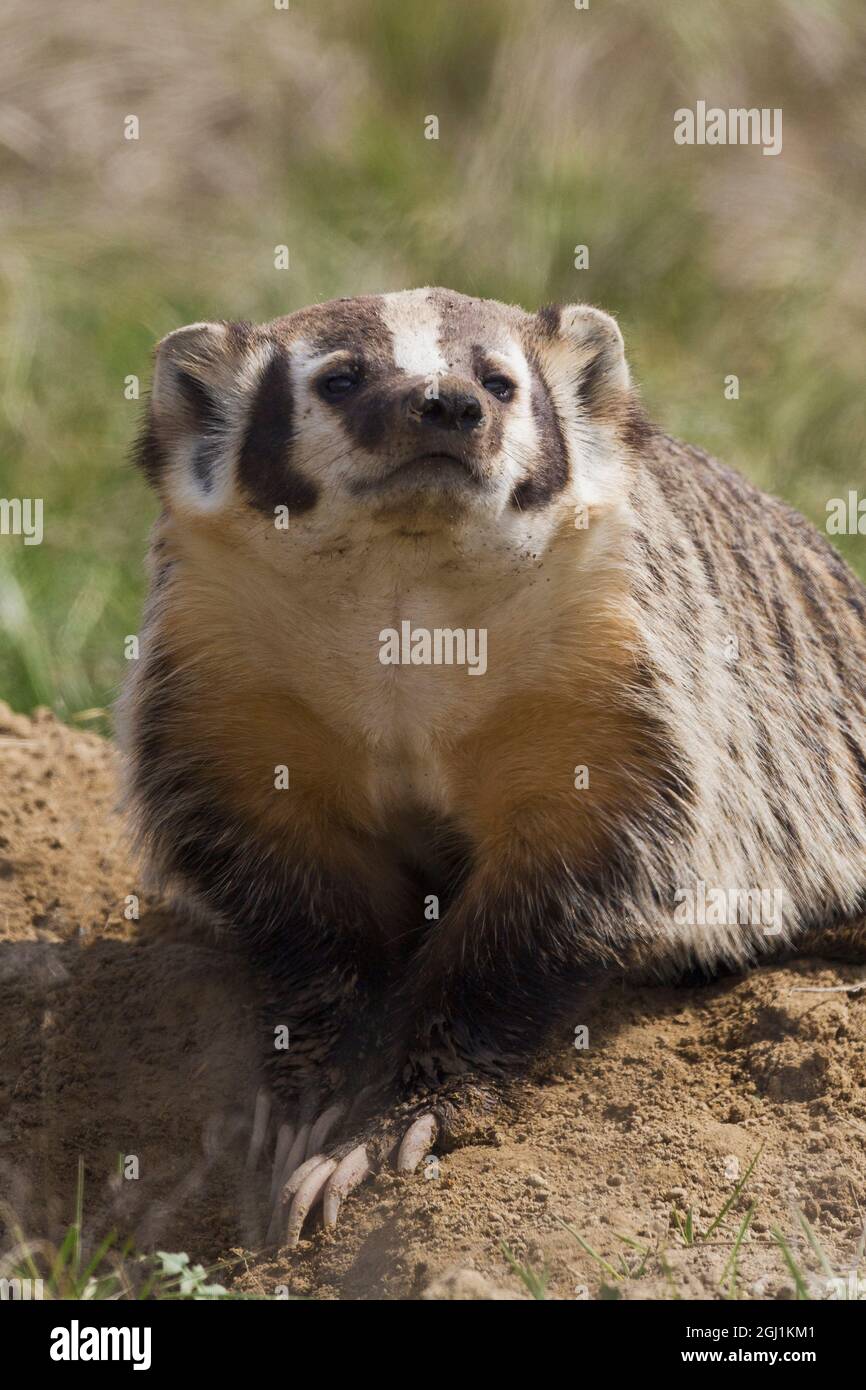 American badger digging hi-res stock photography and images - Alamy