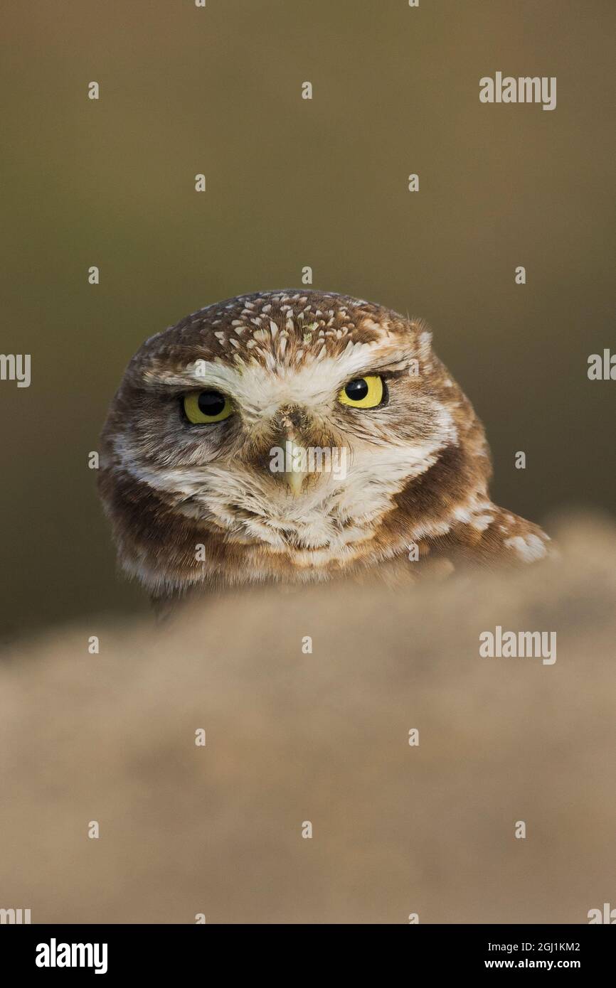Owl peeking hi-res stock photography and images - Alamy