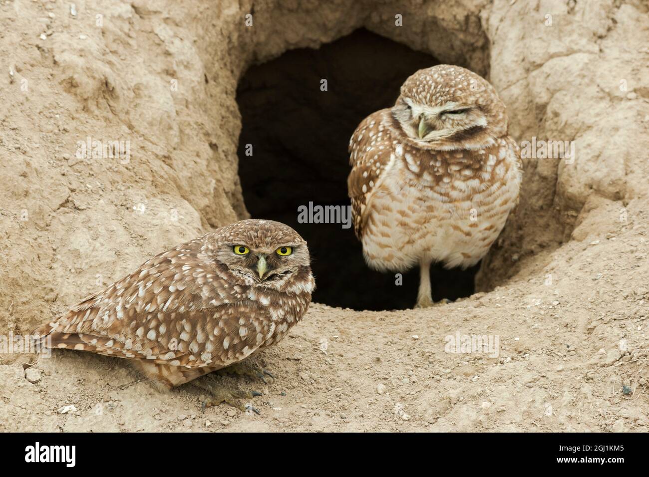Burrowing owl athene cunicularia pair hi-res stock photography and images - Alamy