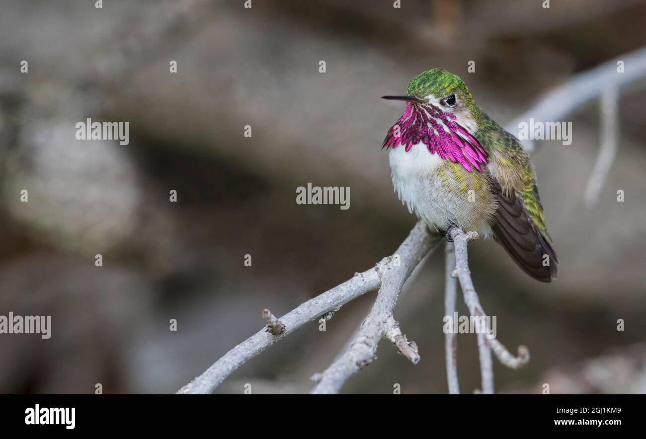 Calliope Hummingbird High Resolution Stock Photography and Images - Alamy