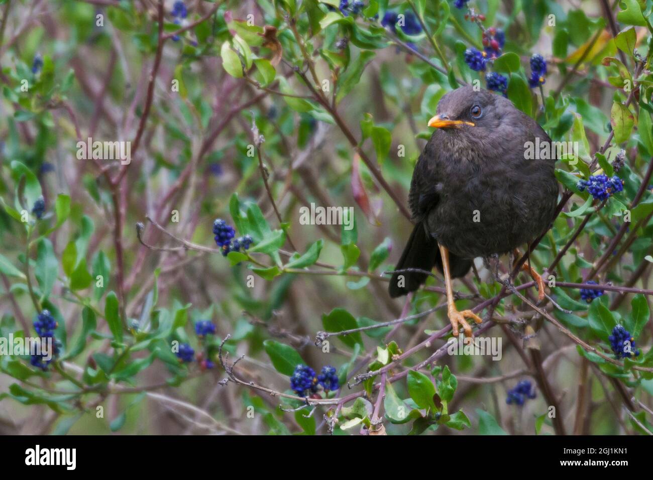 Great thrush hi-res stock photography and images - Alamy
