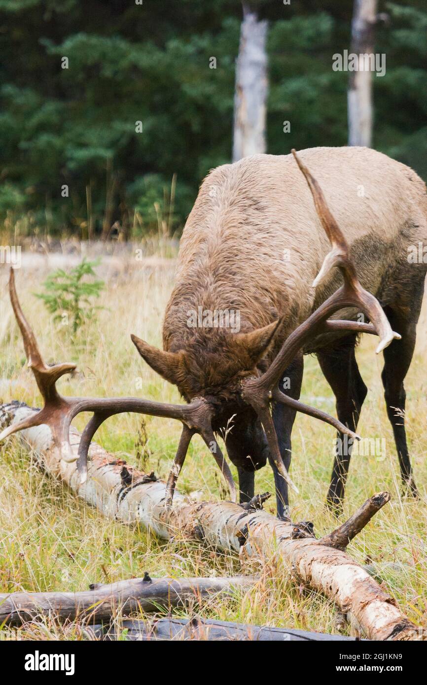 Angry bull elk Stock Photo - Alamy