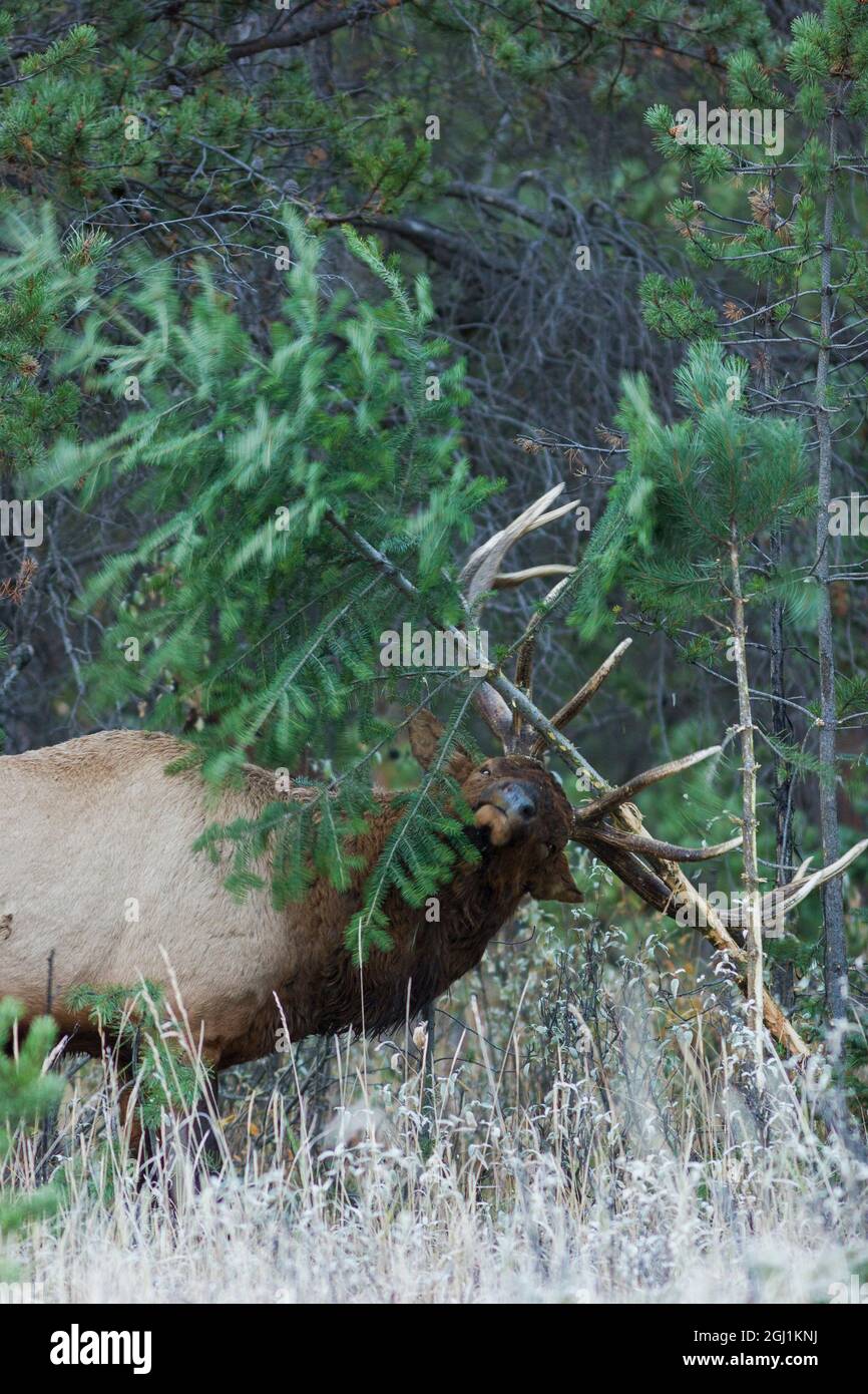 Bull elk, scent marking pine tree Stock Photo - Alamy