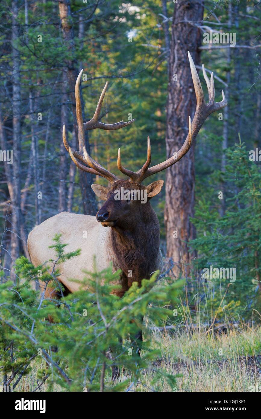Bull elk portrait Stock Photo - Alamy