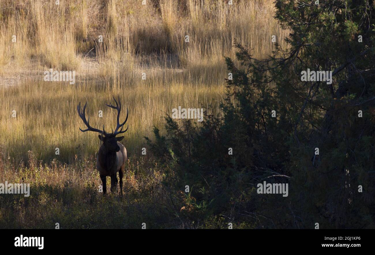 Bull elk silhouetted beside juniper pine Stock Photo - Alamy