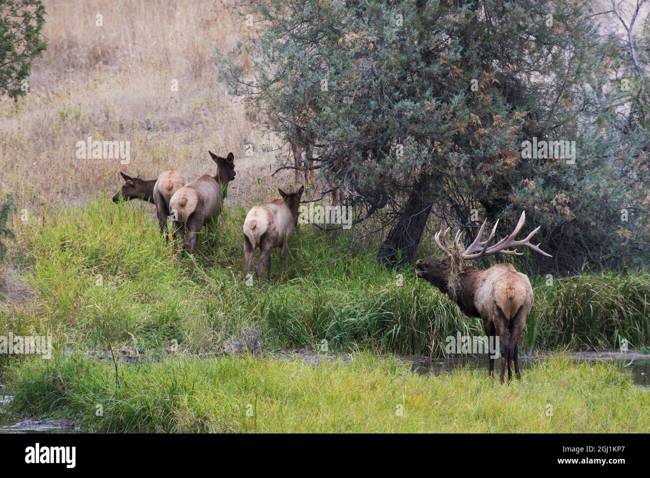 Bull elk bugling, juniper pine habitat Stock Photo - Alamy