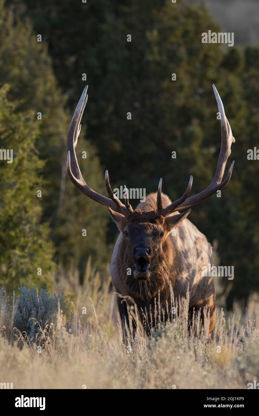 Bull elk bugling, juniper habitat Stock Photo - Alamy
