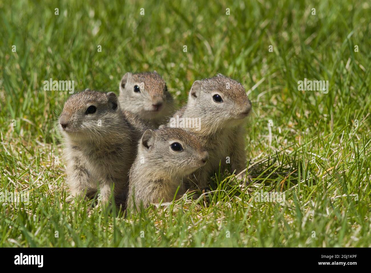 Young belding's ground squirrels squeezing out of burrow Stock Photo ...
