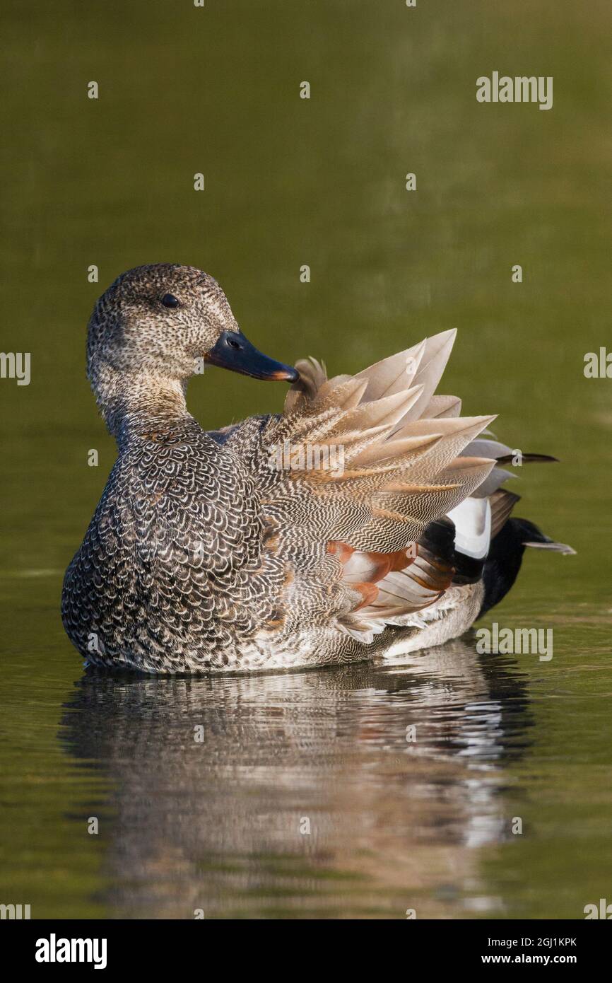 Gadwall drake preening Stock Photo - Alamy