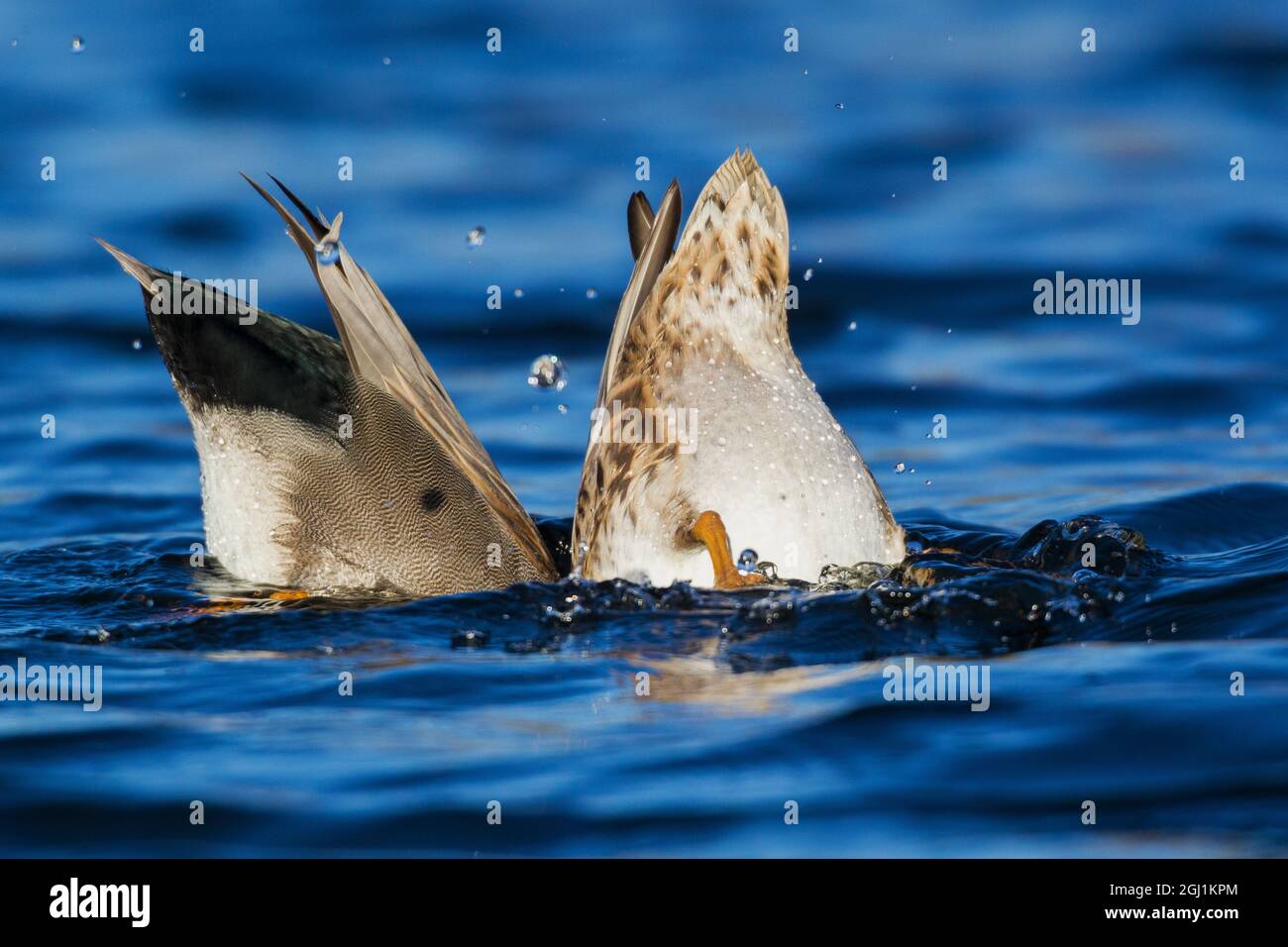 Gadwall feeding hi-res stock photography and images - Alamy