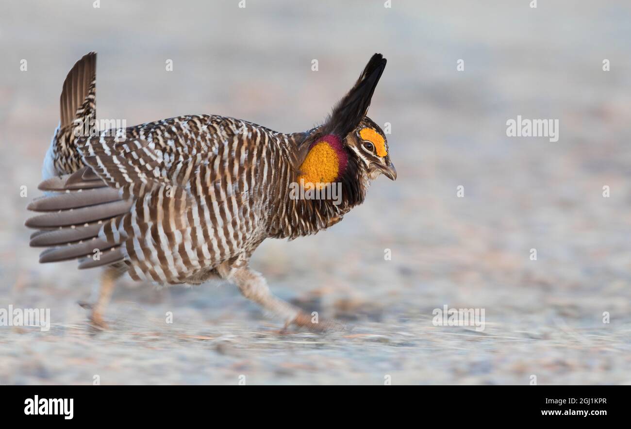 Chicken on the run hi-res stock photography and images - Alamy