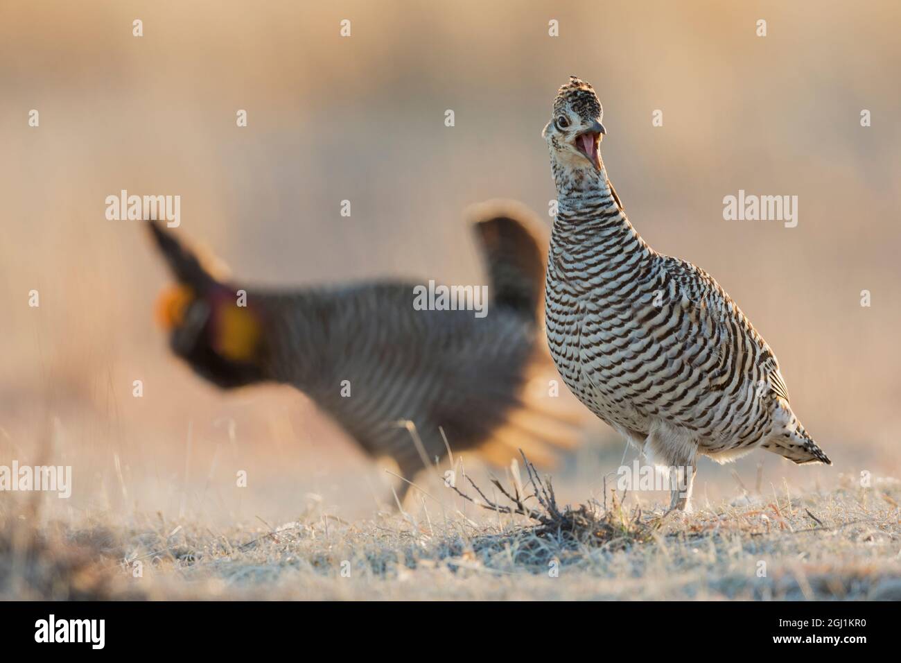 Greater prairie chickens, hen calling Stock Photo - Alamy