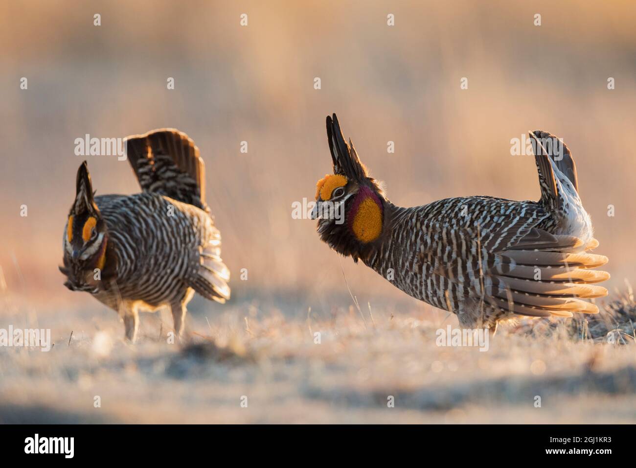 Dancing chickens hi-res stock photography and images - Alamy